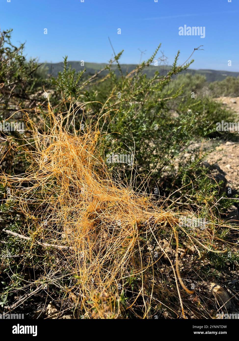 California dodder hi-res stock photography and images - Alamy