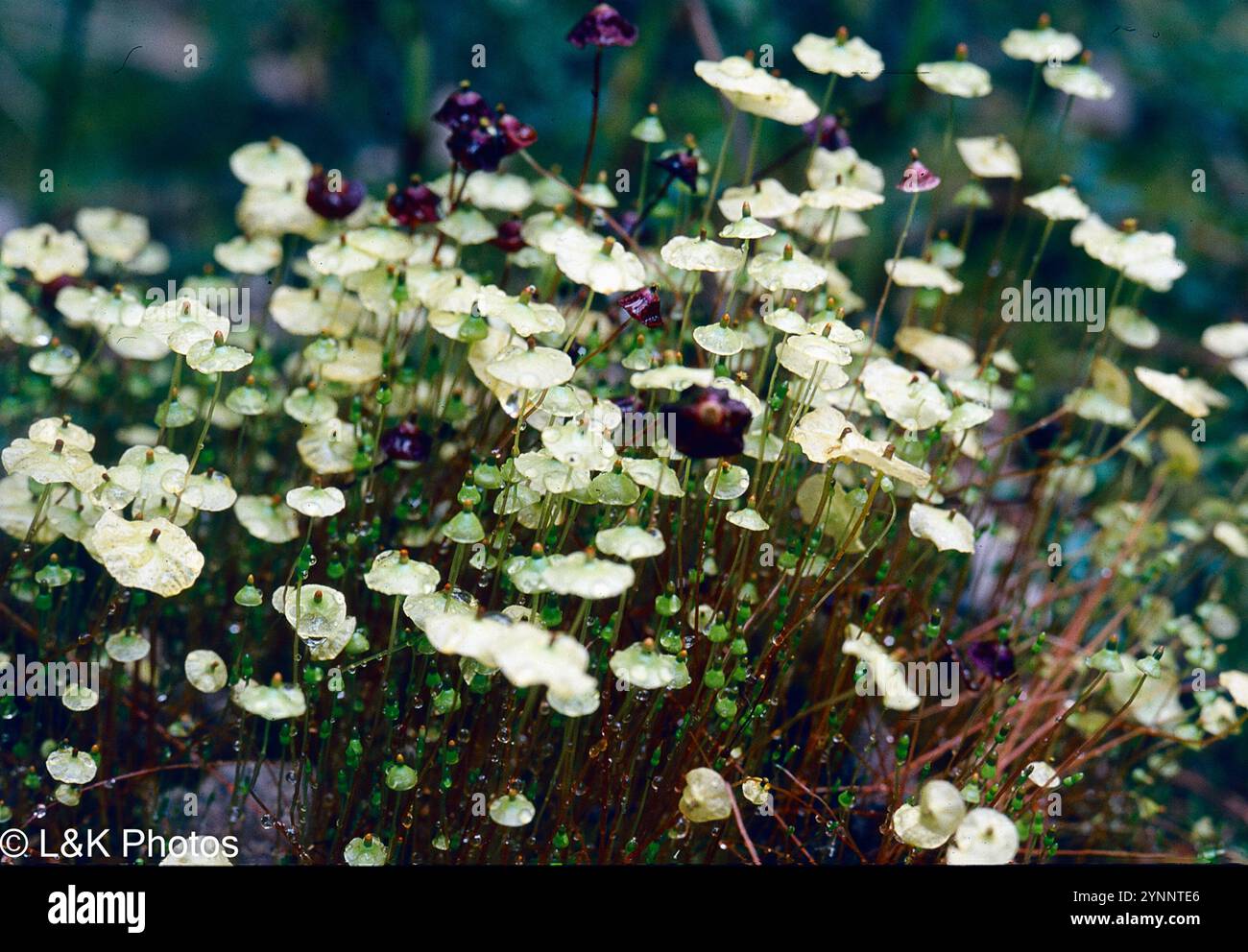 Brilliant Red Dung Moss (Splachnum rubrum Stock Photo - Alamy