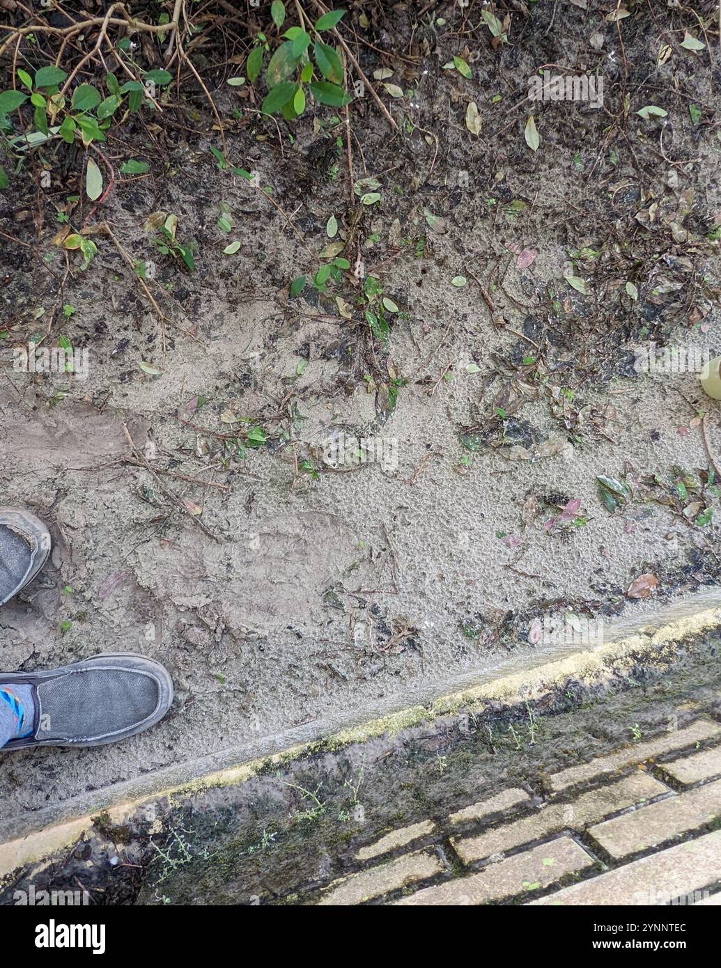 centipede grass orchid (Zeuxine strateumatica Stock Photo - Alamy