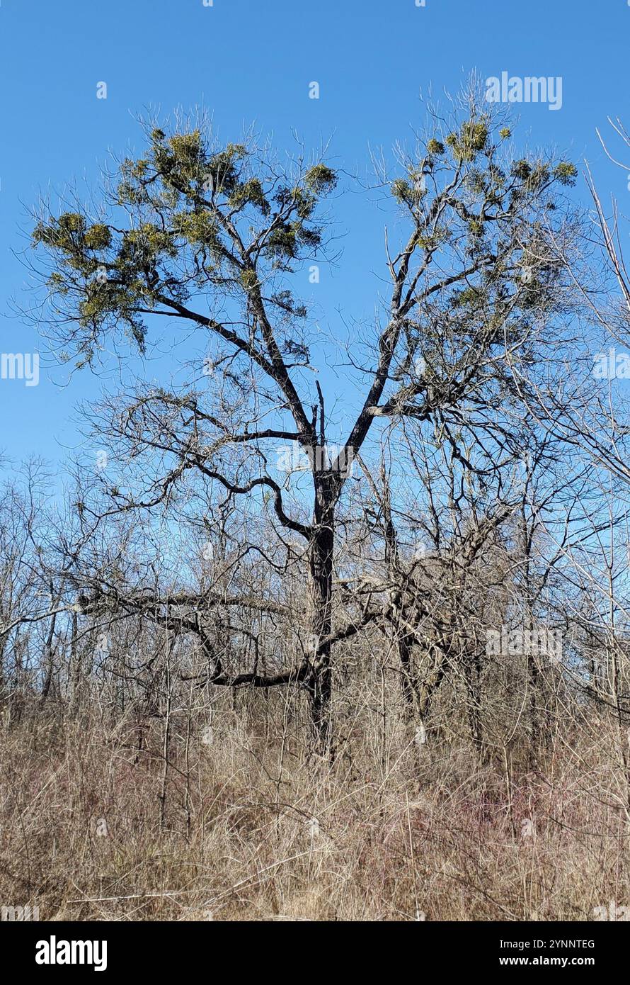 American Mistletoe (Phoradendron leucarpum Stock Photo - Alamy