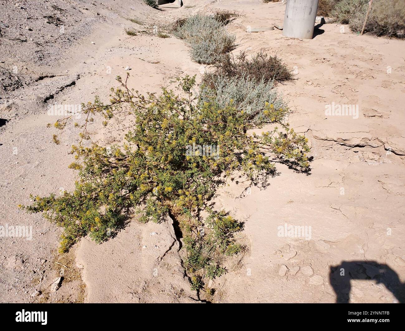 Jackass clover hi-res stock photography and images - Alamy