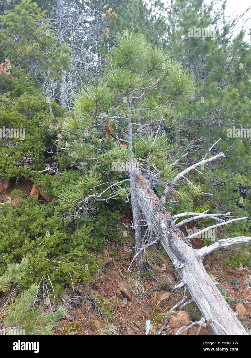 Jeffrey pine (Pinus jeffreyi Stock Photo - Alamy