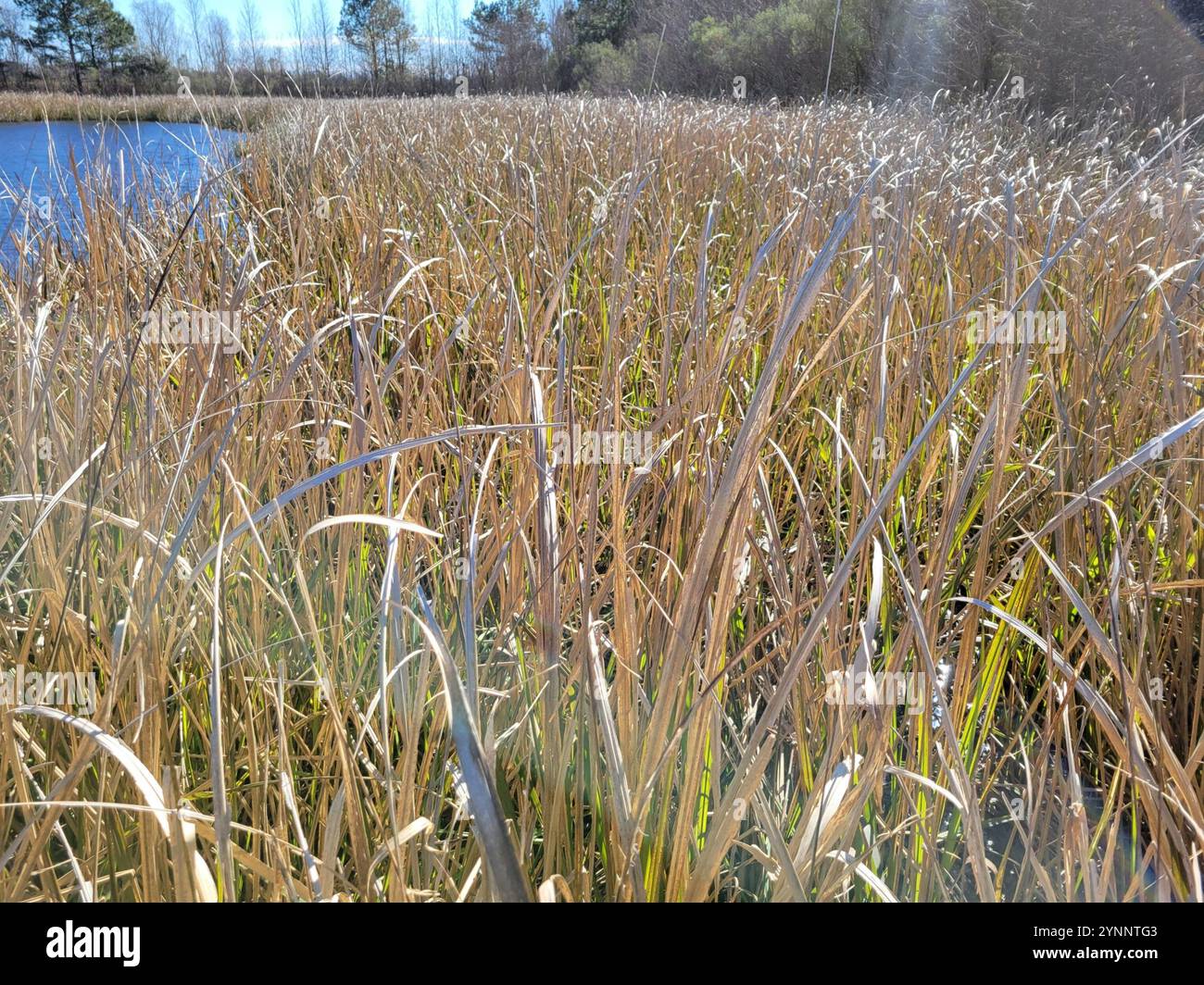 Giant Cutgrass (Zizaniopsis miliacea Stock Photo - Alamy