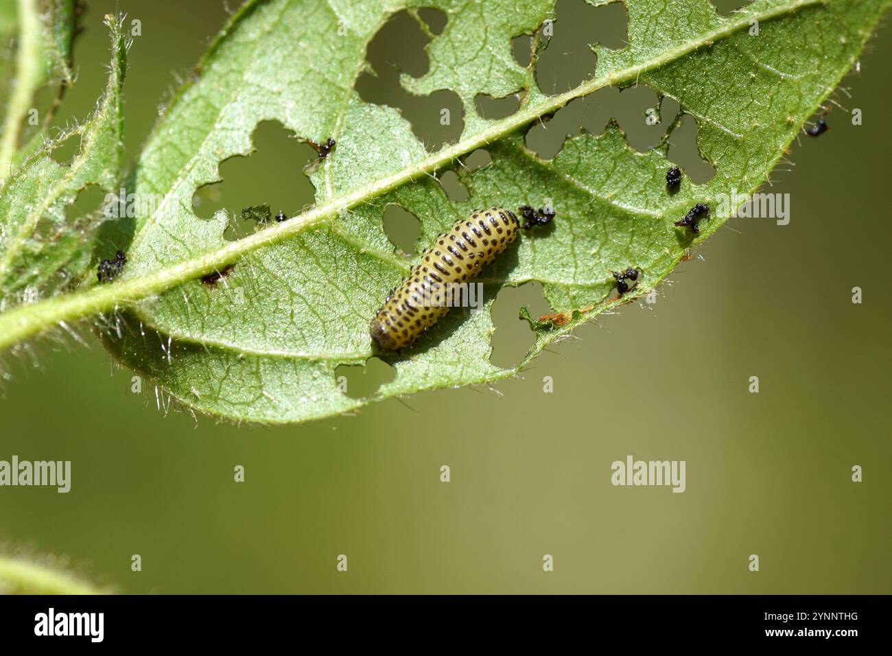 Larva of a viburnum leaf beetle (Pyrrhalta viburni) feeds on the leaves ...