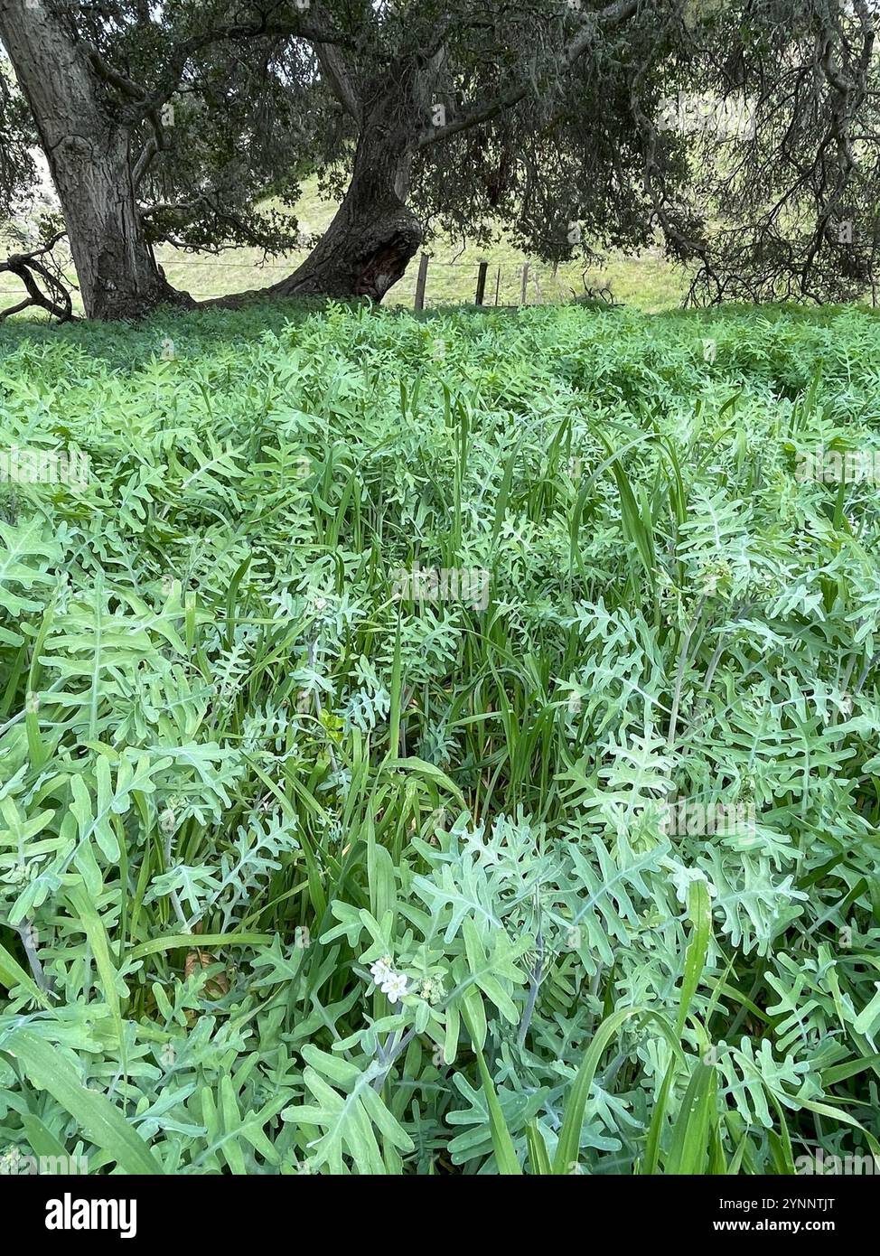 white fiesta flower (Pholistoma membranaceum Stock Photo - Alamy