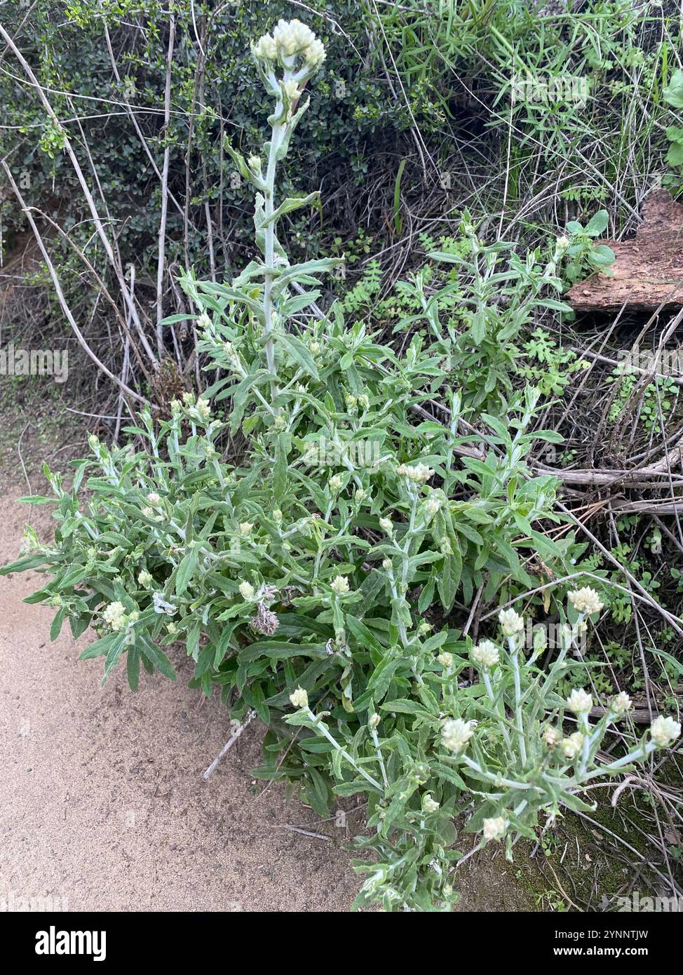two-color rabbit tobacco (Pseudognaphalium biolettii Stock Photo - Alamy