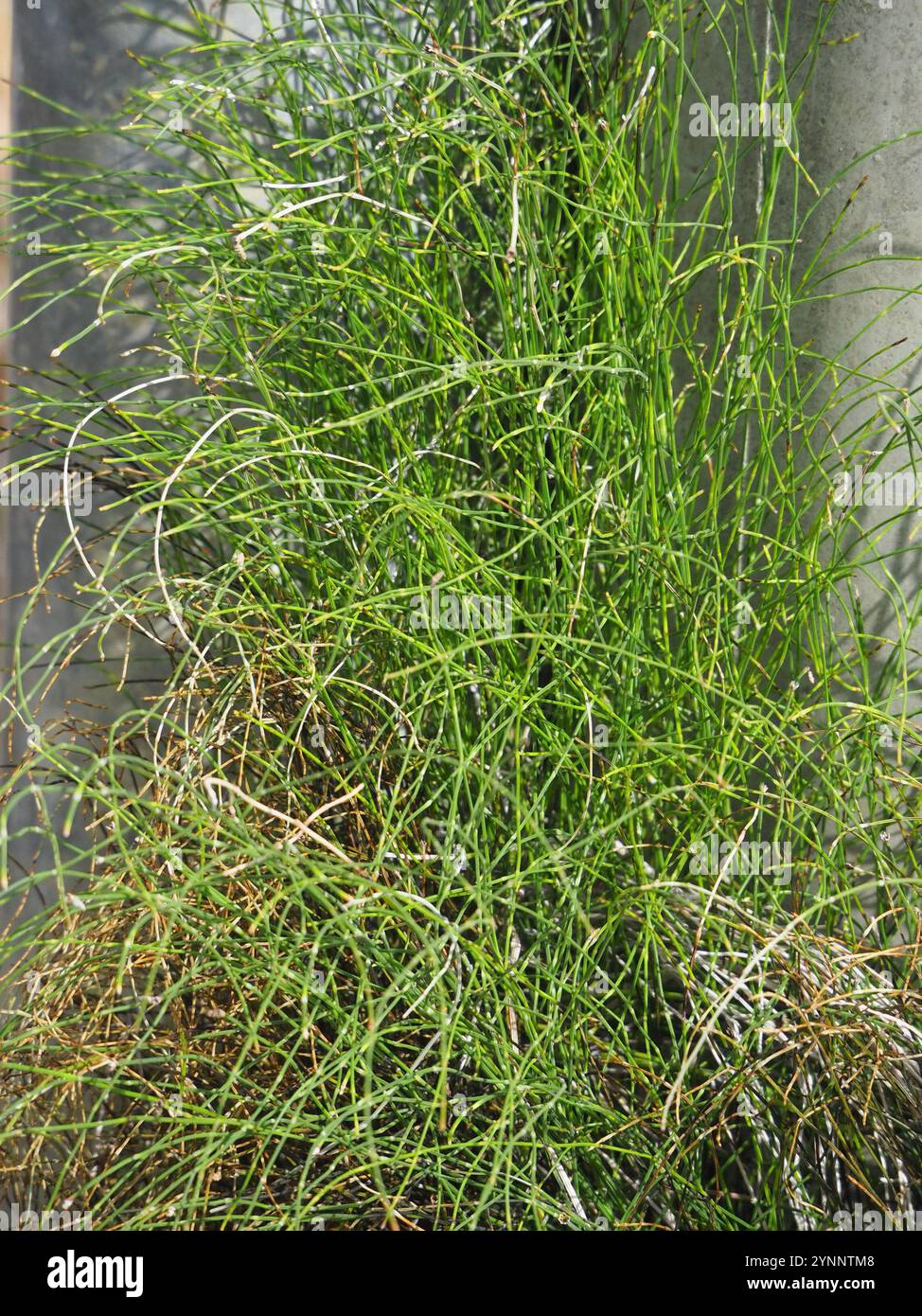 Branched Horsetail (Equisetum ramosissimum Stock Photo - Alamy