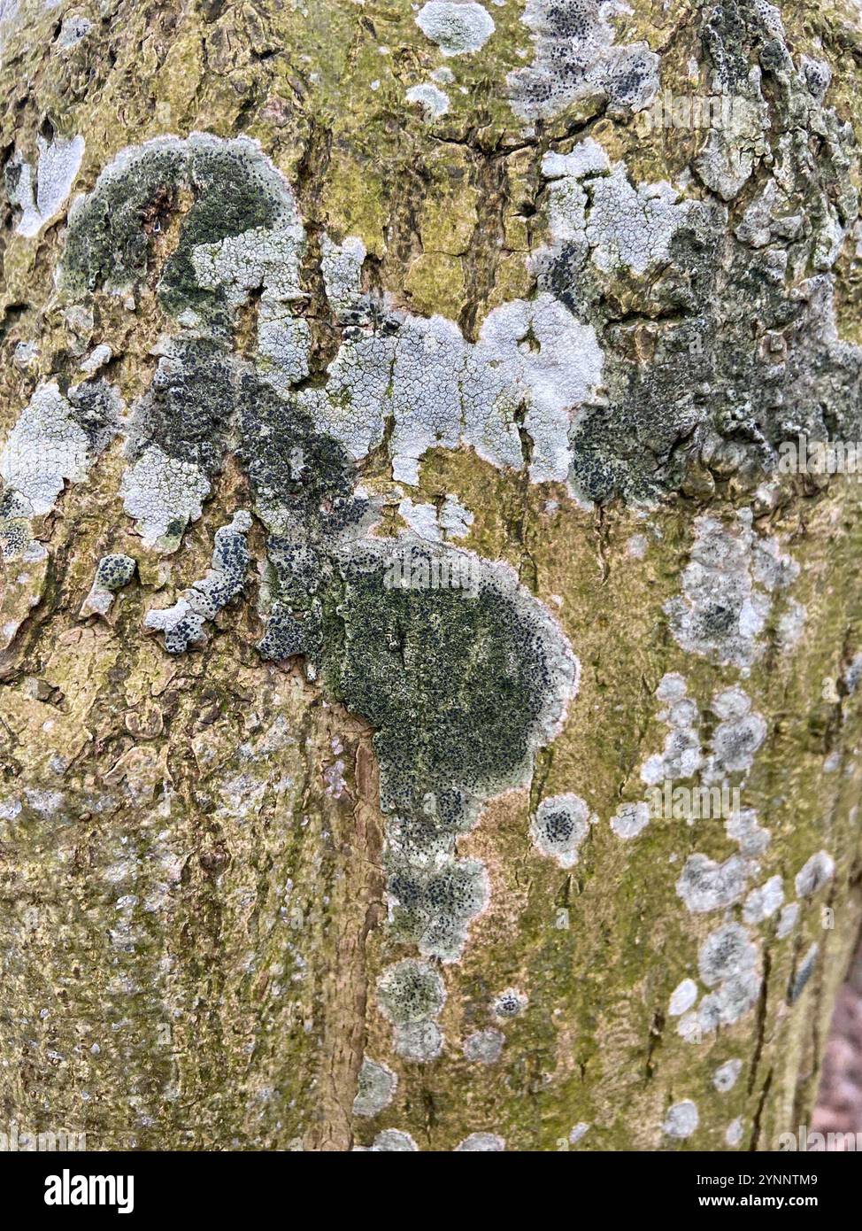 rim lichens, disc lichens, and allies (Lecanoraceae Stock Photo - Alamy