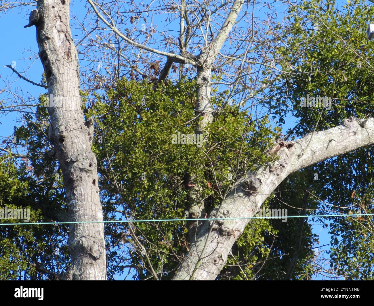 Mistletoe phoradendron leucarpum hi-res stock photography and images ...