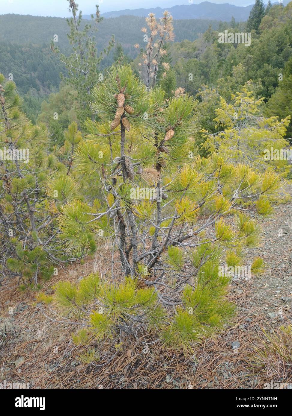 knobcone pine (Pinus attenuata Stock Photo - Alamy