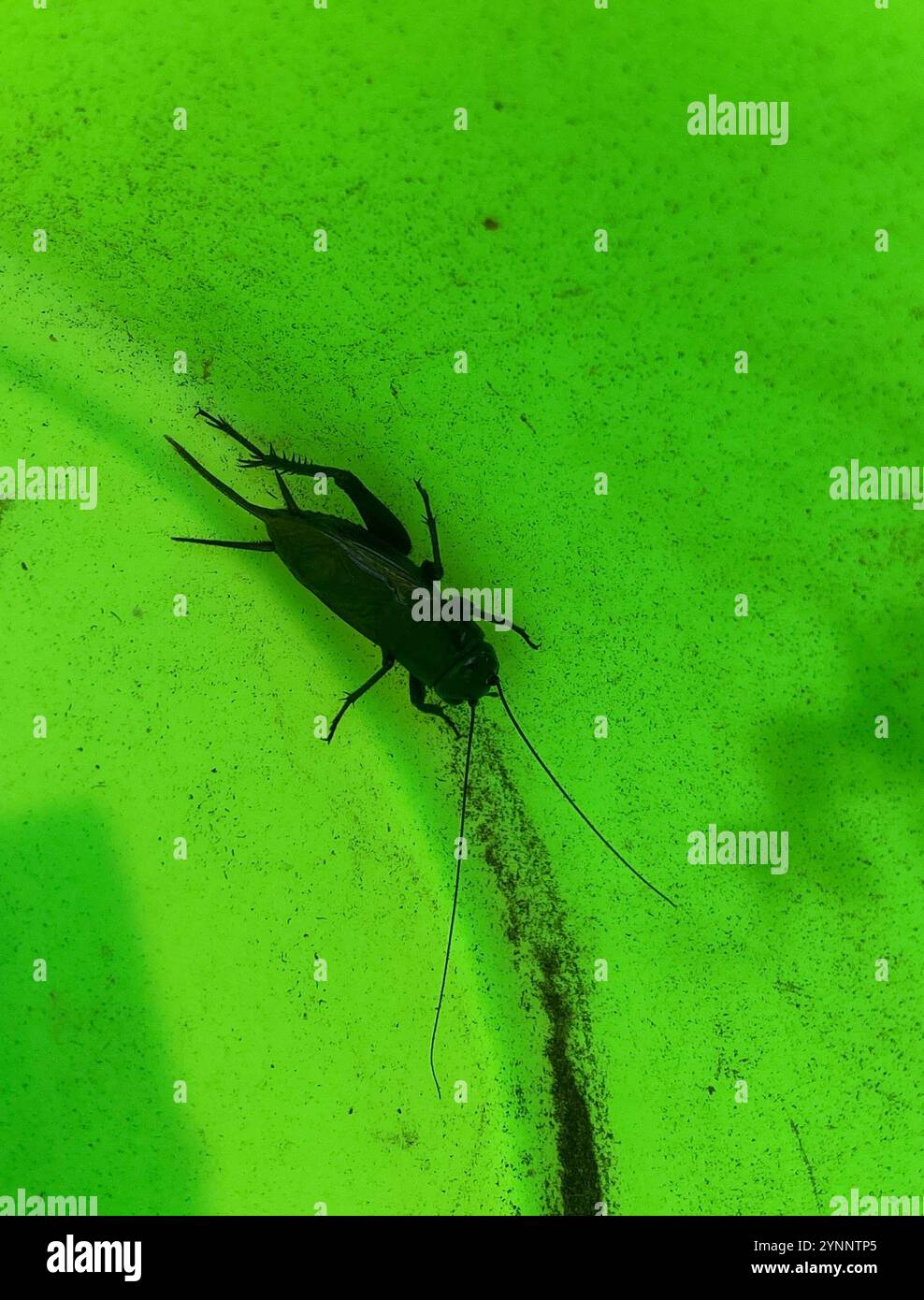 Teleogryllus hi-res stock photography and images - Alamy