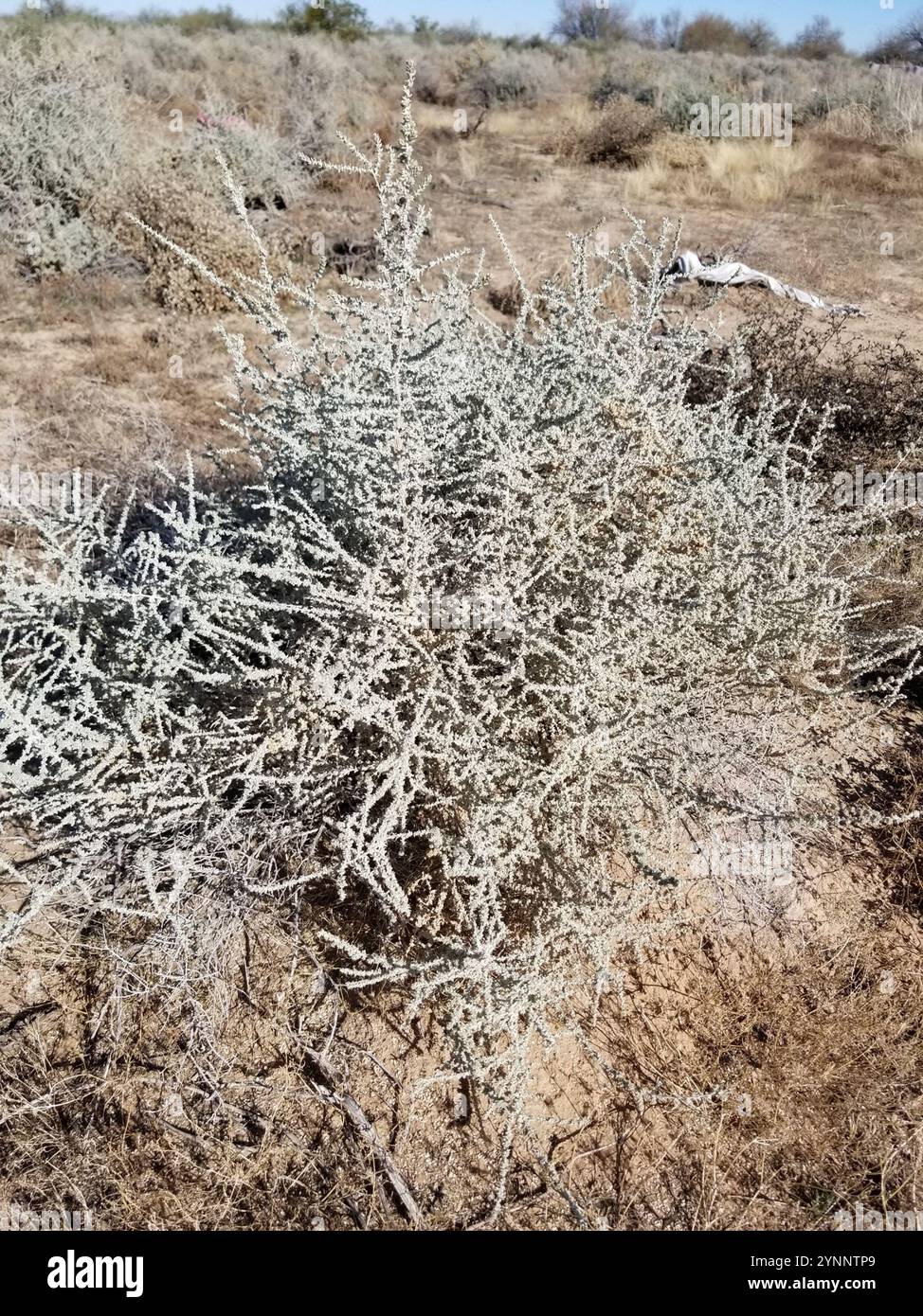 Cattle Saltbush (Atriplex polycarpa Stock Photo - Alamy