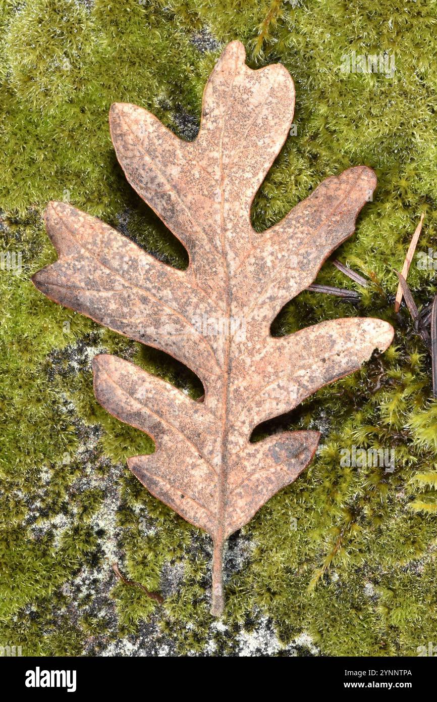 Oregon oak (Quercus garryana Stock Photo - Alamy