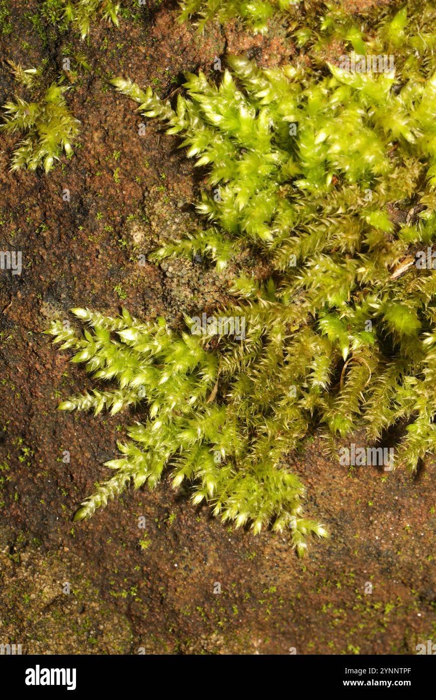 Rough-stalked Feather-moss (Brachythecium rutabulum Stock Photo - Alamy