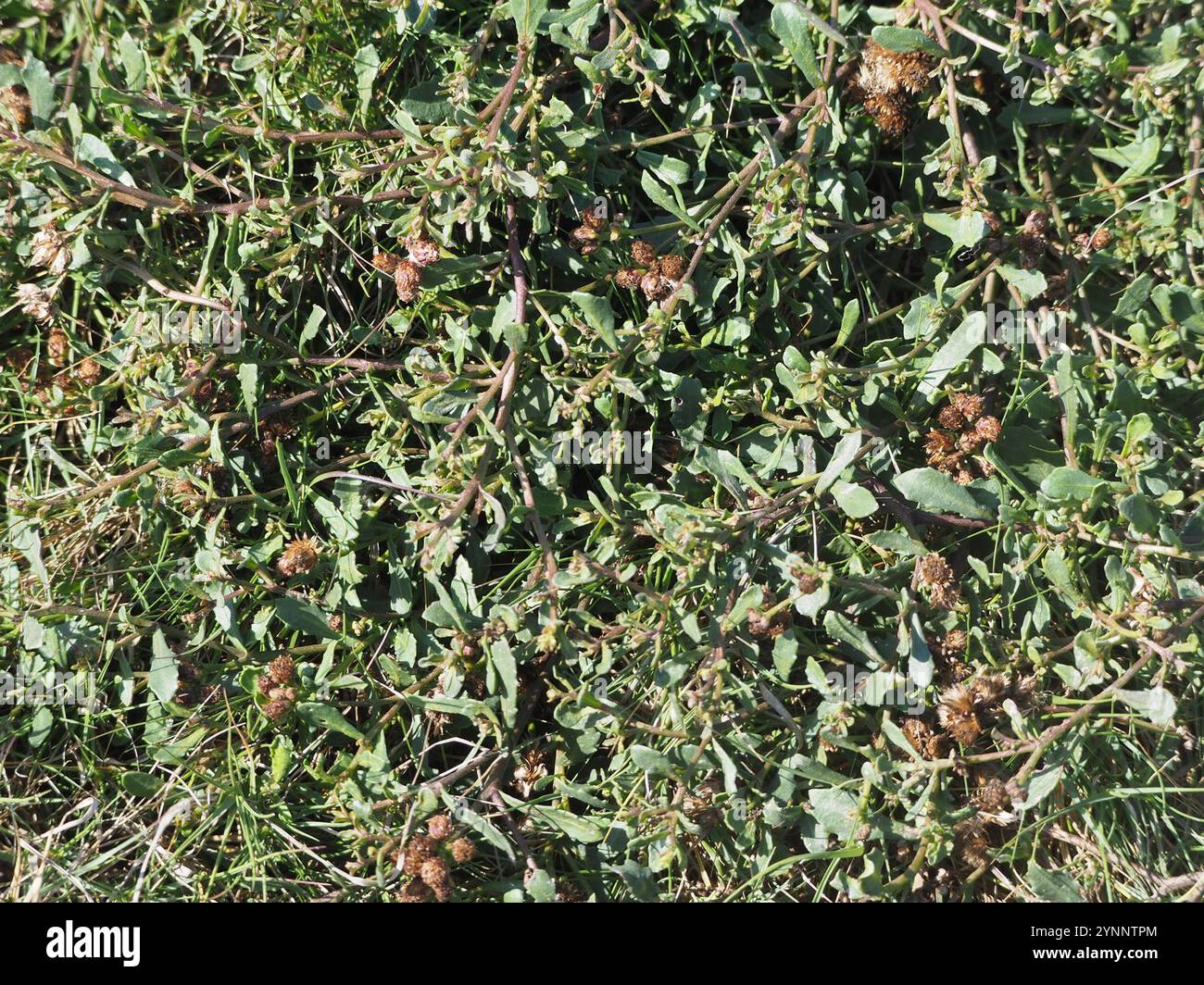 Pteropoda hi-res stock photography and images - Alamy