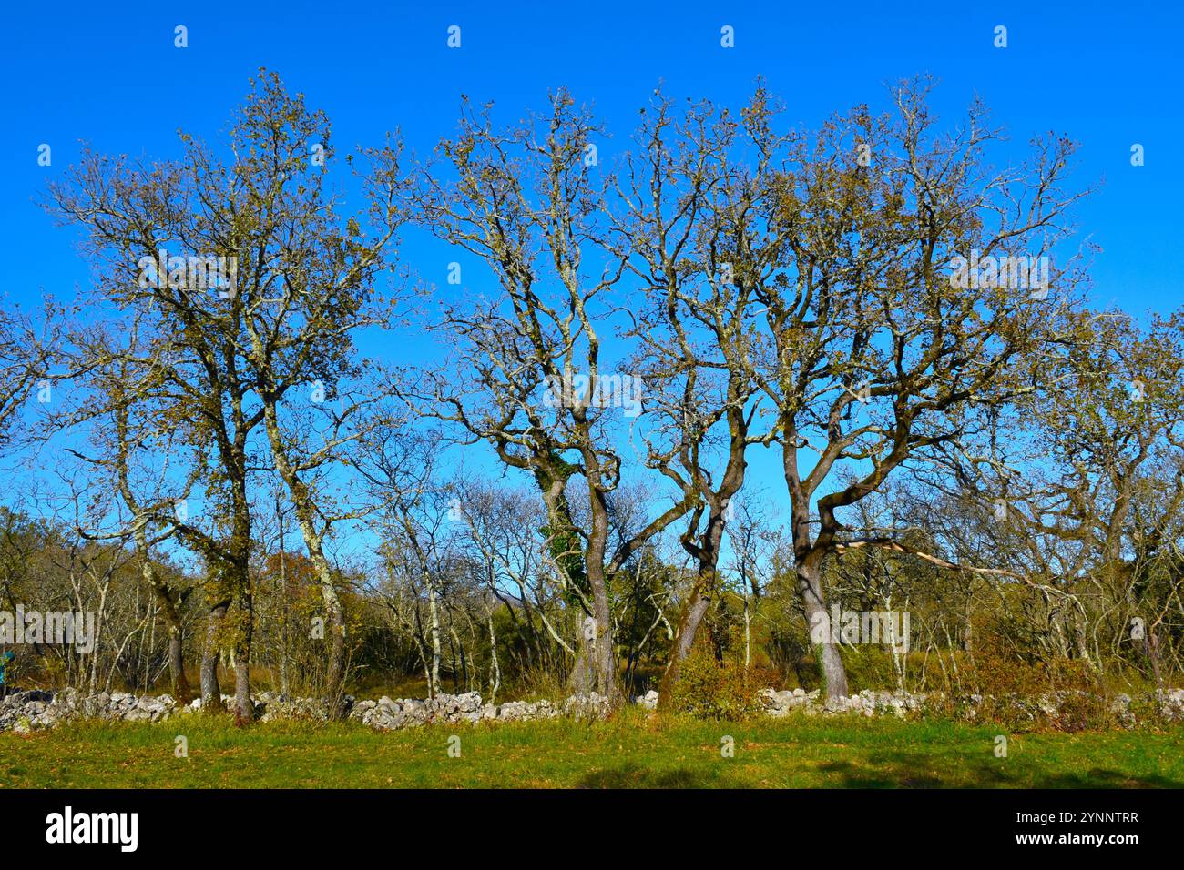 Quercus pubescens hi-res stock photography and images - Alamy