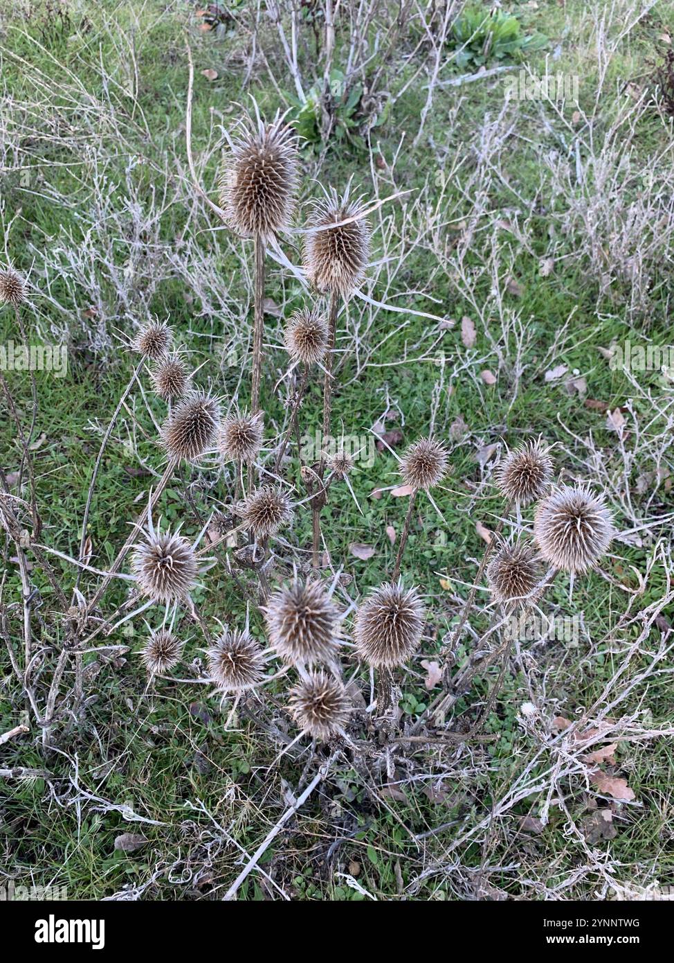 fuller's teasel (Dipsacus sativus Stock Photo - Alamy