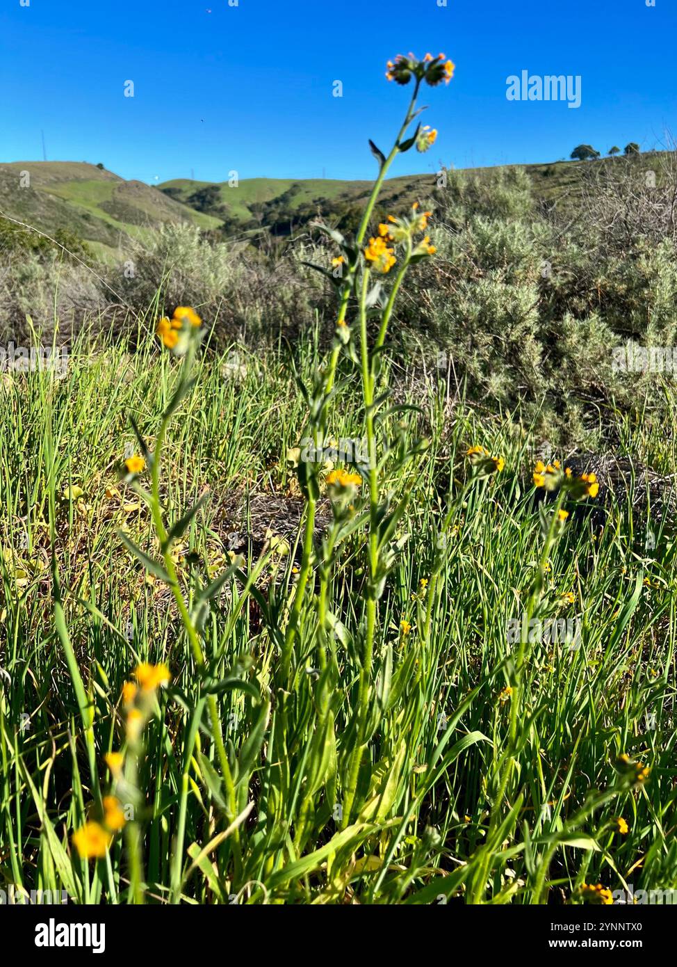 Common Fiddleneck (Amsinckia menziesii Stock Photo - Alamy