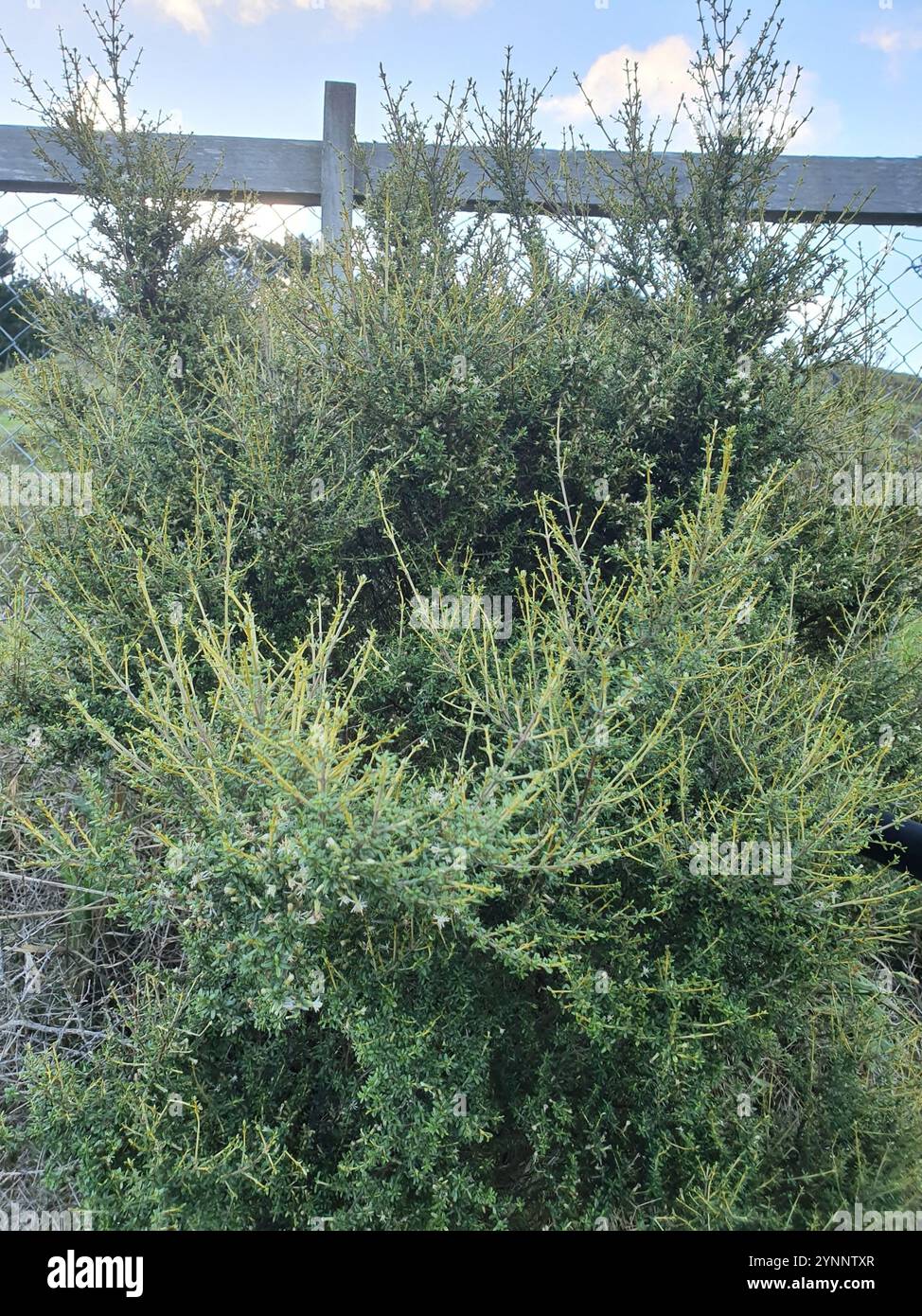 Coastal tree daisy (Olearia solandri Stock Photo - Alamy