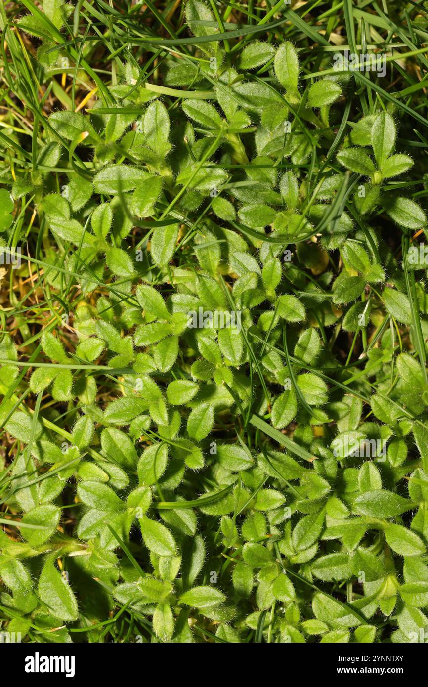 Common mouse-ear chickweed (Cerastium fontanum Stock Photo - Alamy
