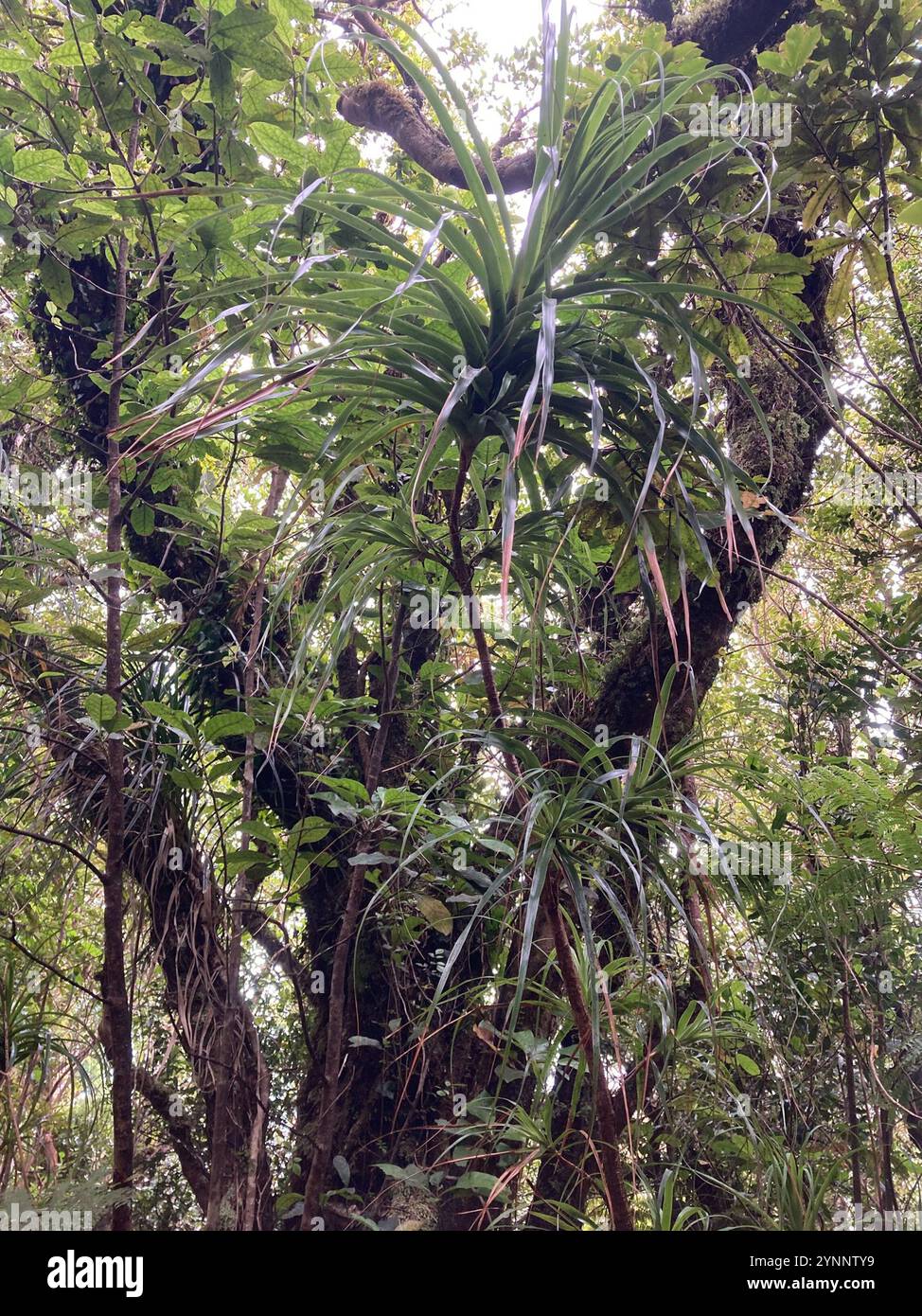 Neinei (Dracophyllum latifolium Stock Photo - Alamy
