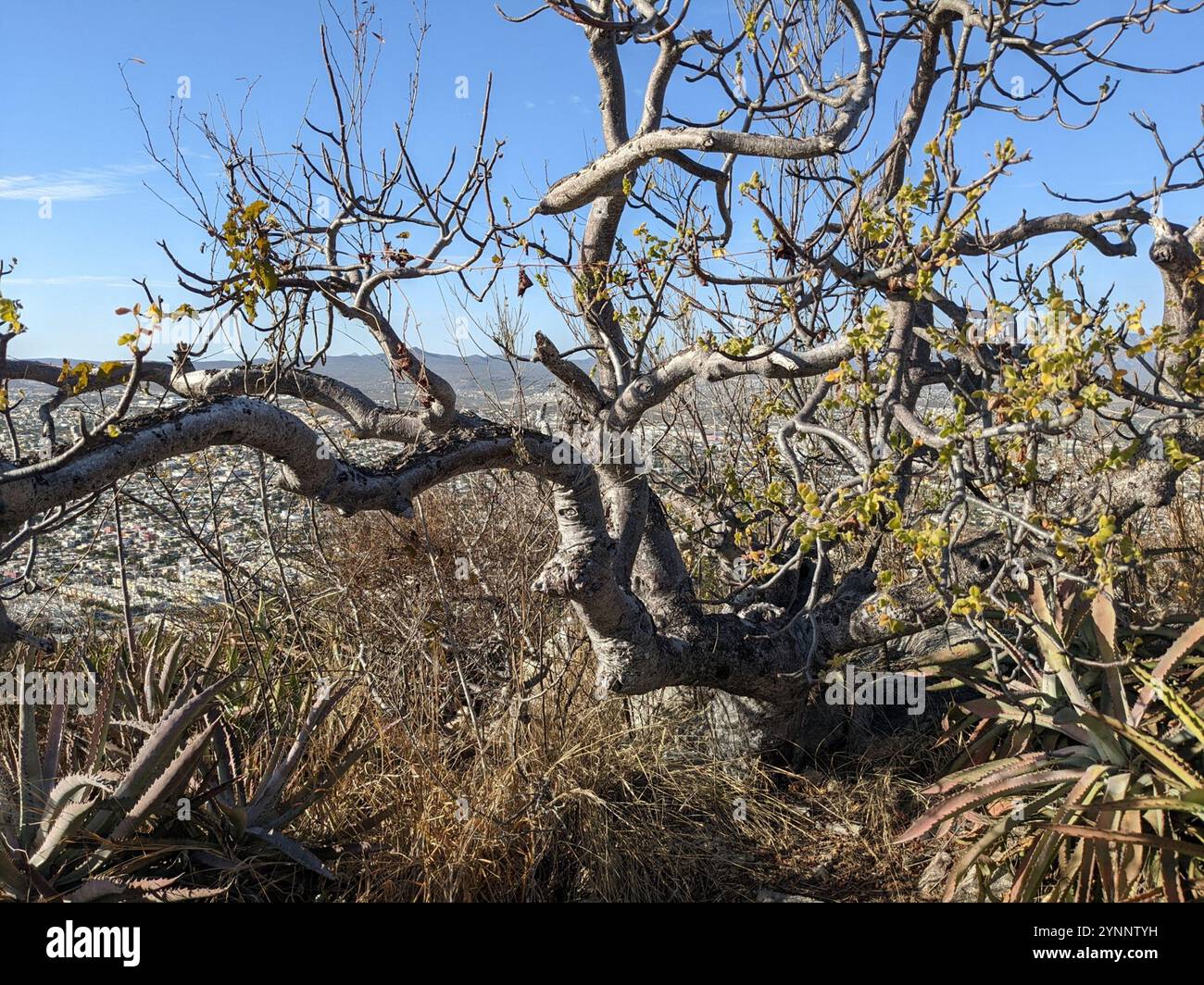 cimarron plum (Cyrtocarpa edulis Stock Photo - Alamy