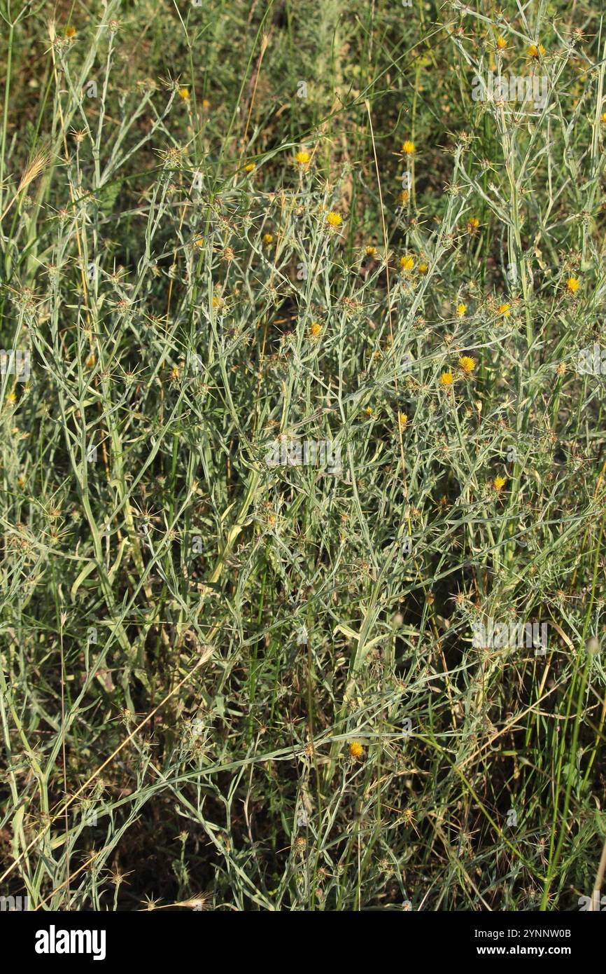 Yellow Star-Thistle (Centaurea solstitialis Stock Photo - Alamy