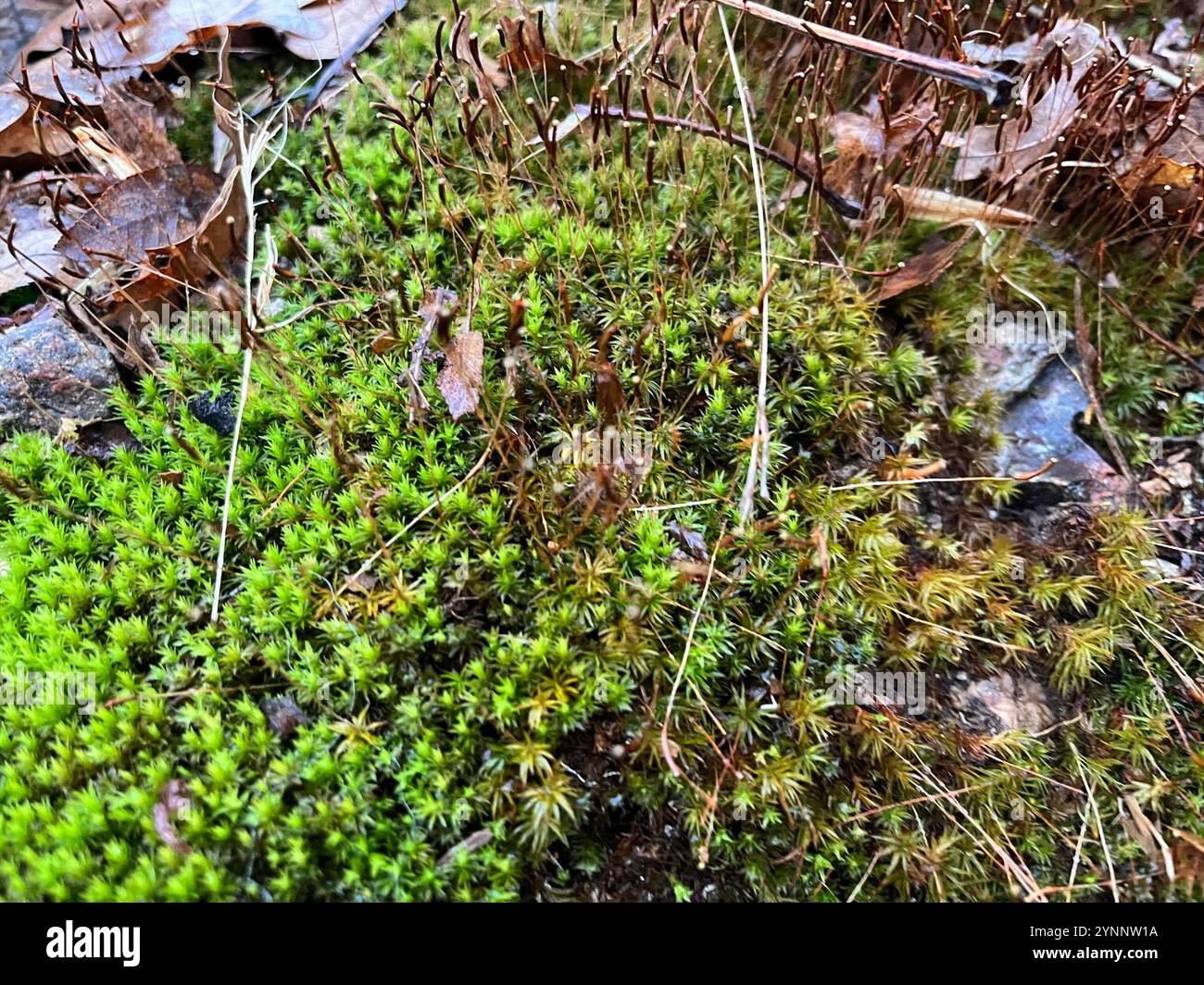 lesser smoothcap (Atrichum angustatum Stock Photo - Alamy