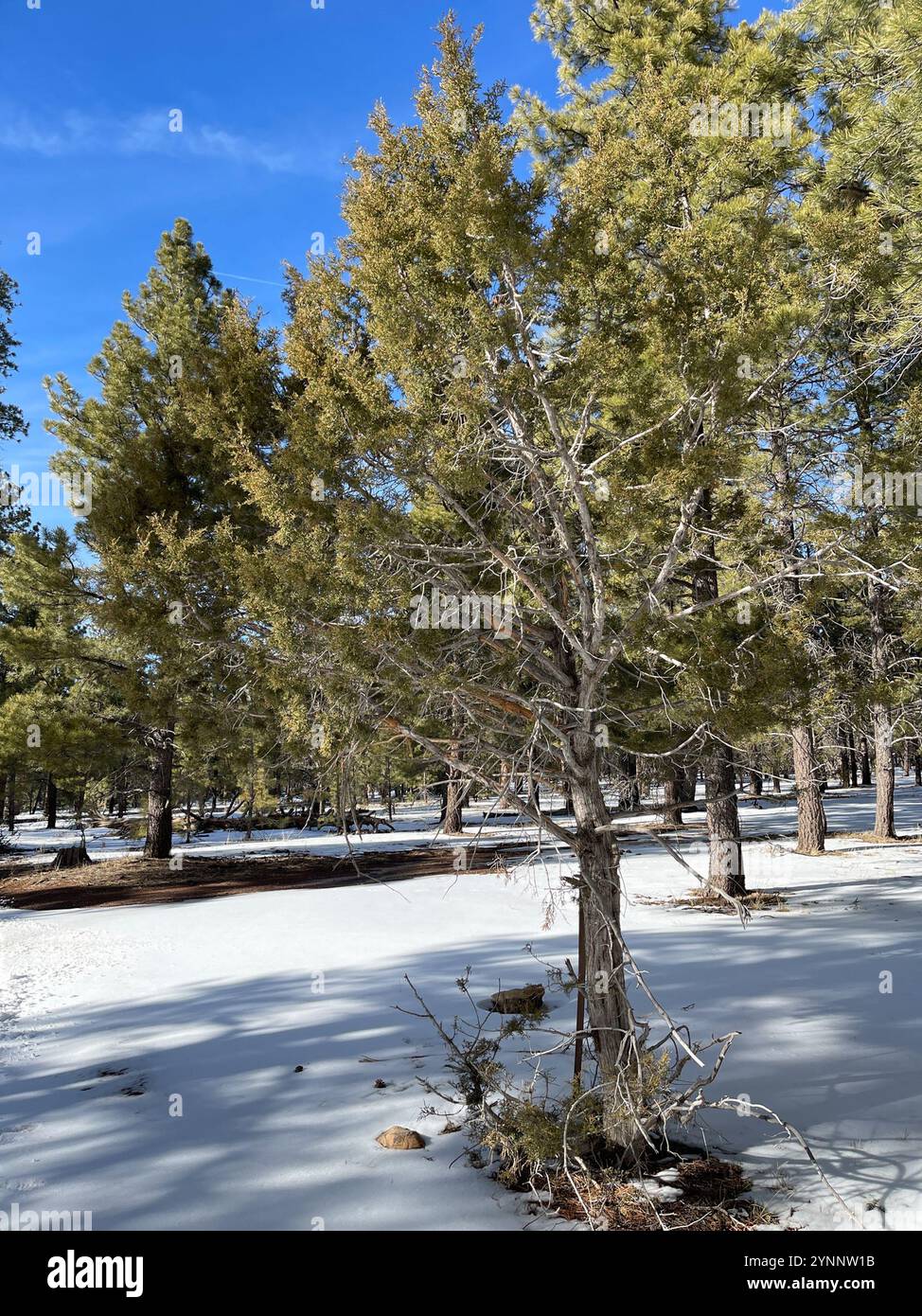 Utah Juniper (Juniperus osteosperma Stock Photo - Alamy