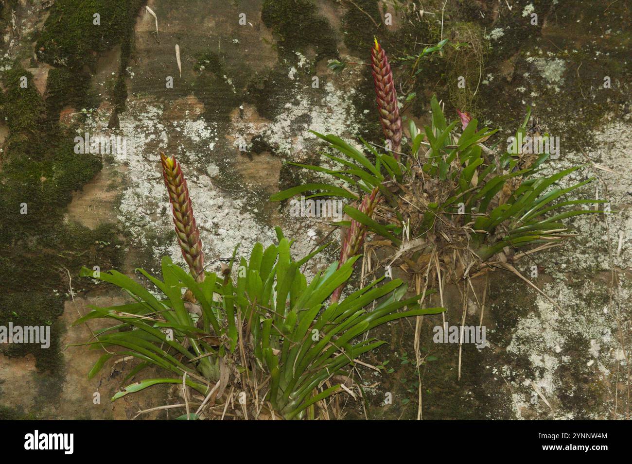 Vriesea incurvata hi-res stock photography and images - Alamy