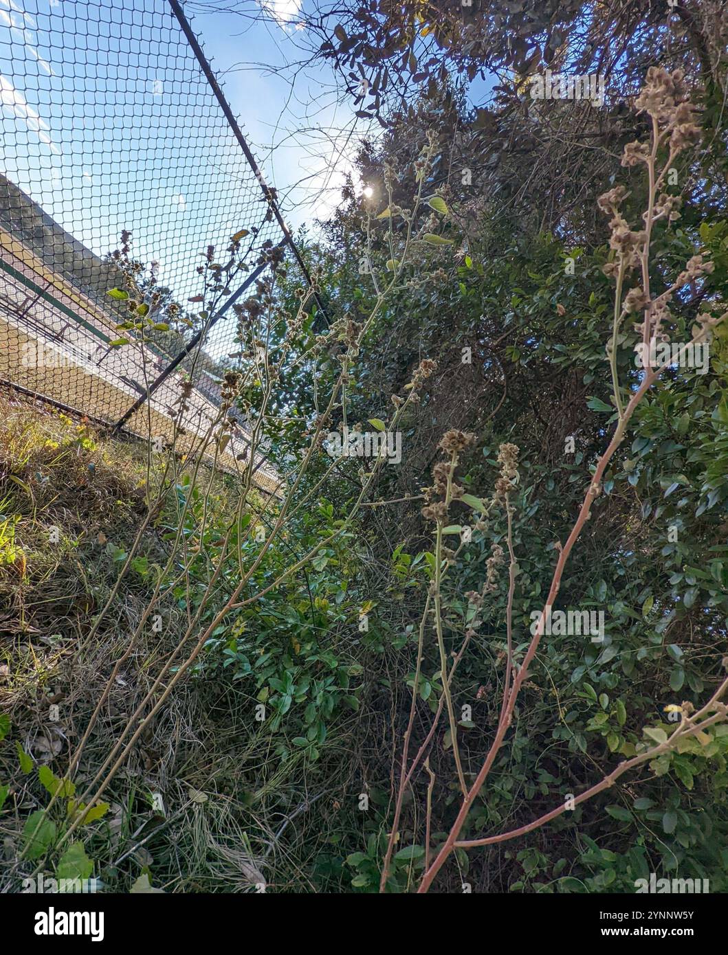 flannel weed (Sida cordifolia Stock Photo - Alamy