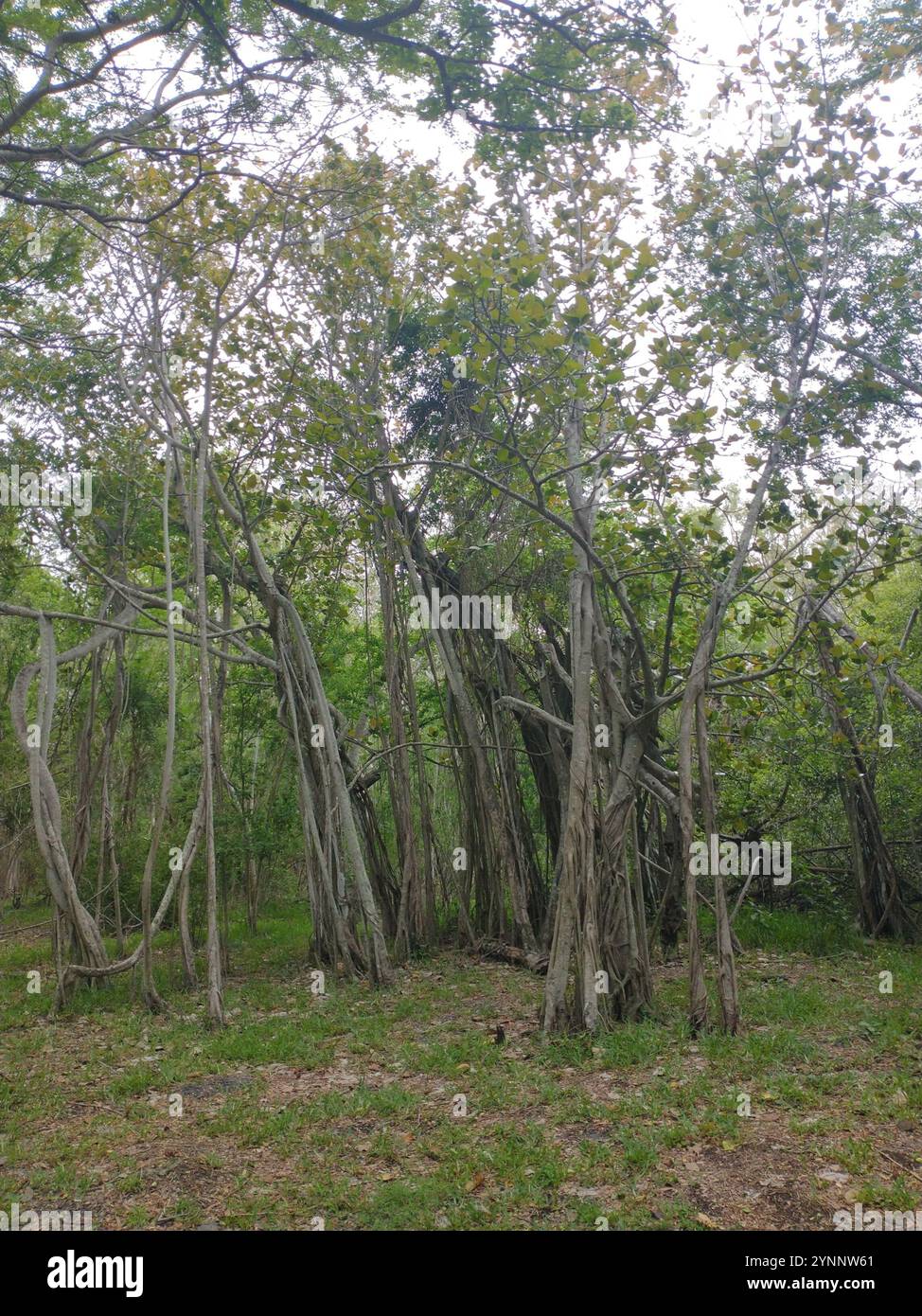 Indian banyan (Ficus benghalensis Stock Photo - Alamy