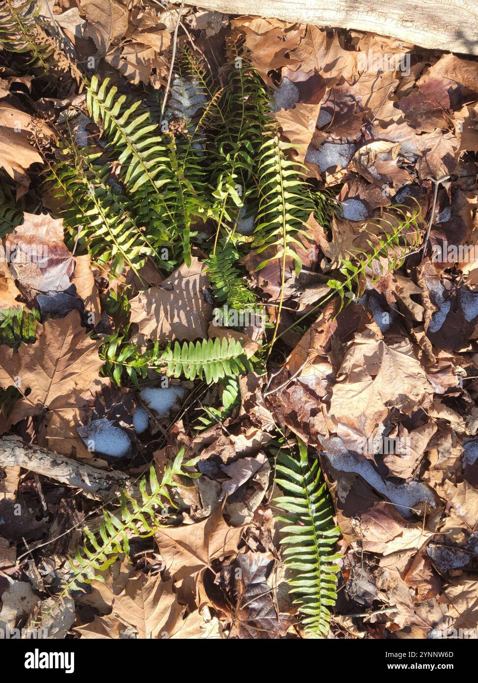 Christmas fern (Polystichum acrostichoides Stock Photo - Alamy