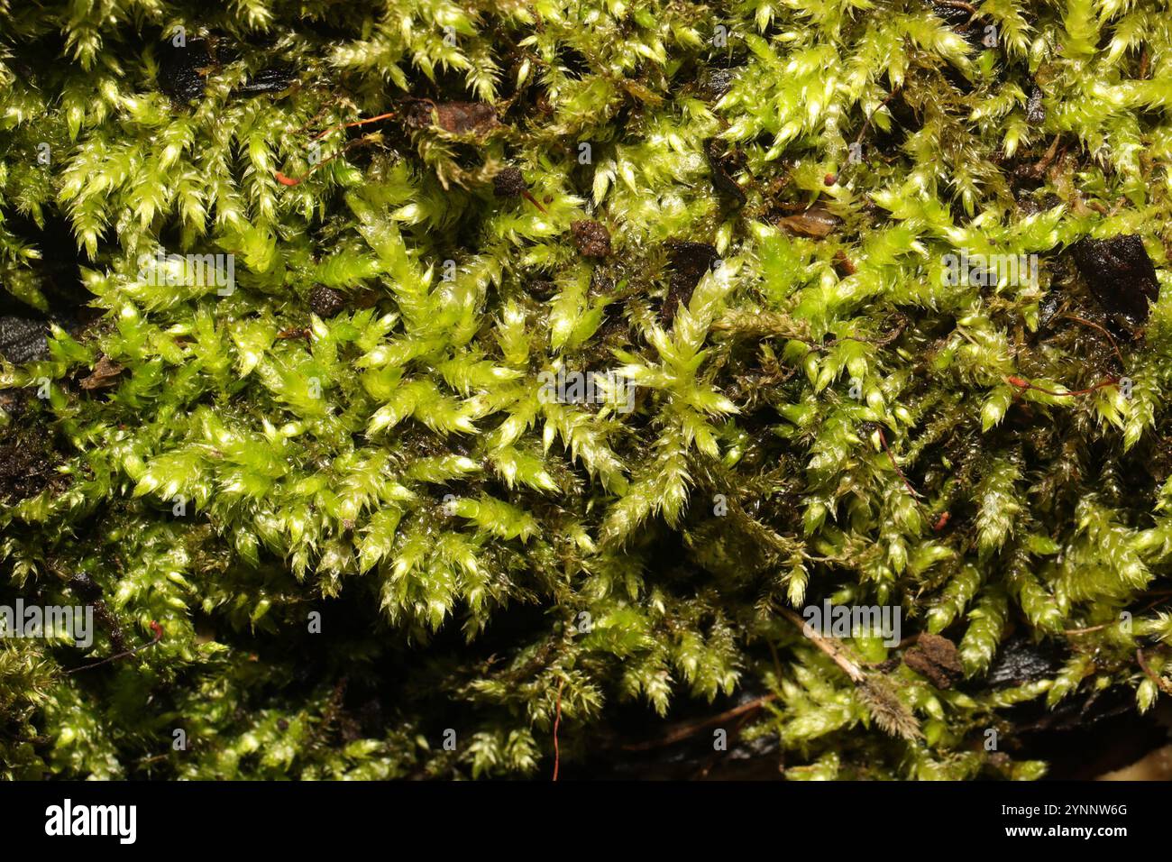 Rough-stalked Feather-moss (Brachythecium rutabulum Stock Photo - Alamy