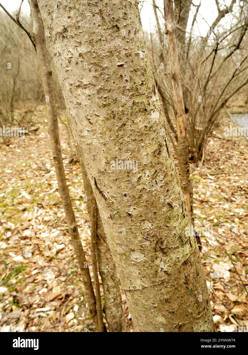smooth alder (Alnus serrulata Stock Photo - Alamy