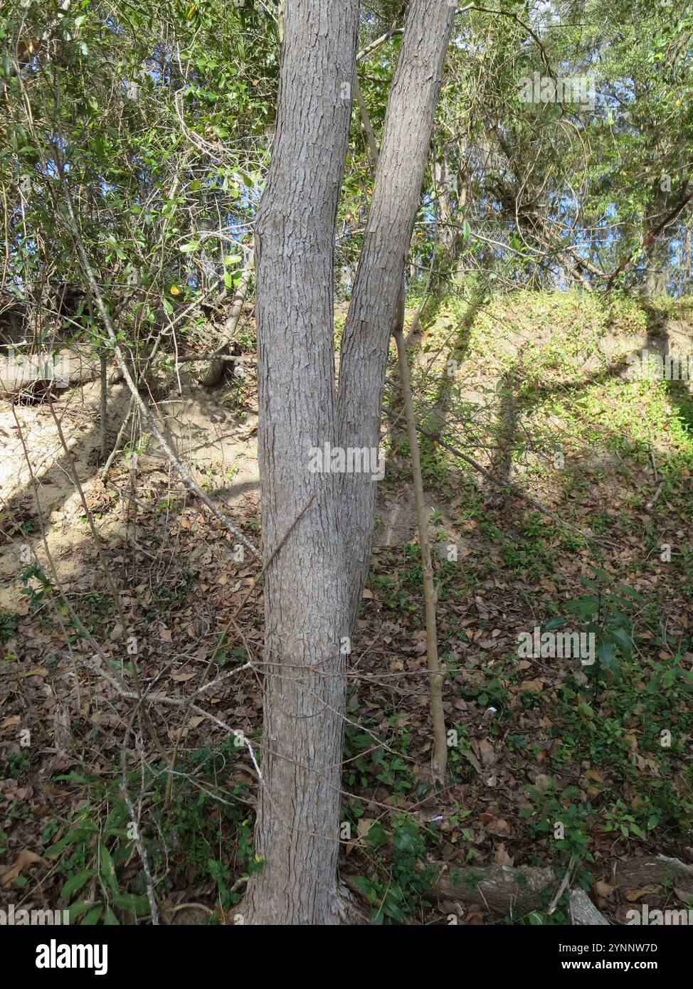 Chinese Tallow (Triadica sebifera Stock Photo - Alamy