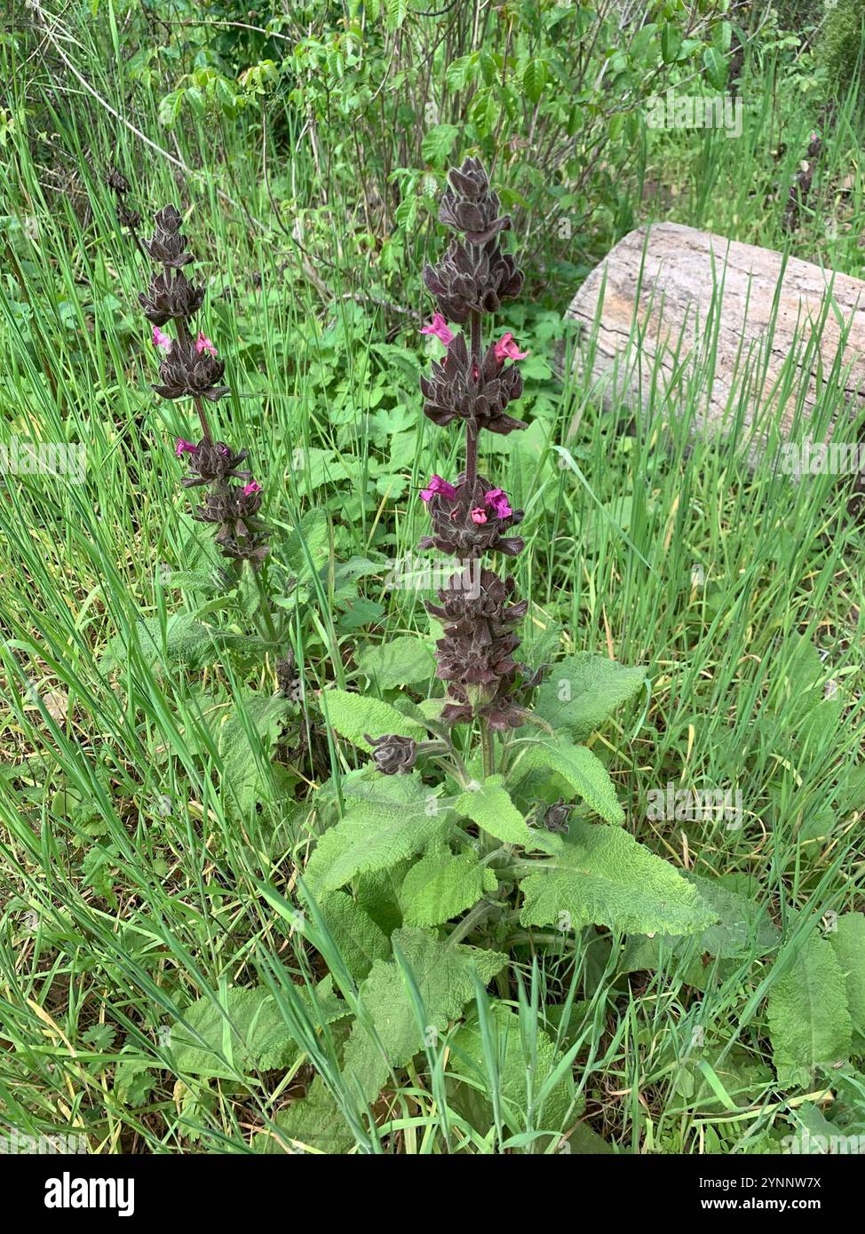 Hummingbird Sage (Salvia spathacea Stock Photo - Alamy