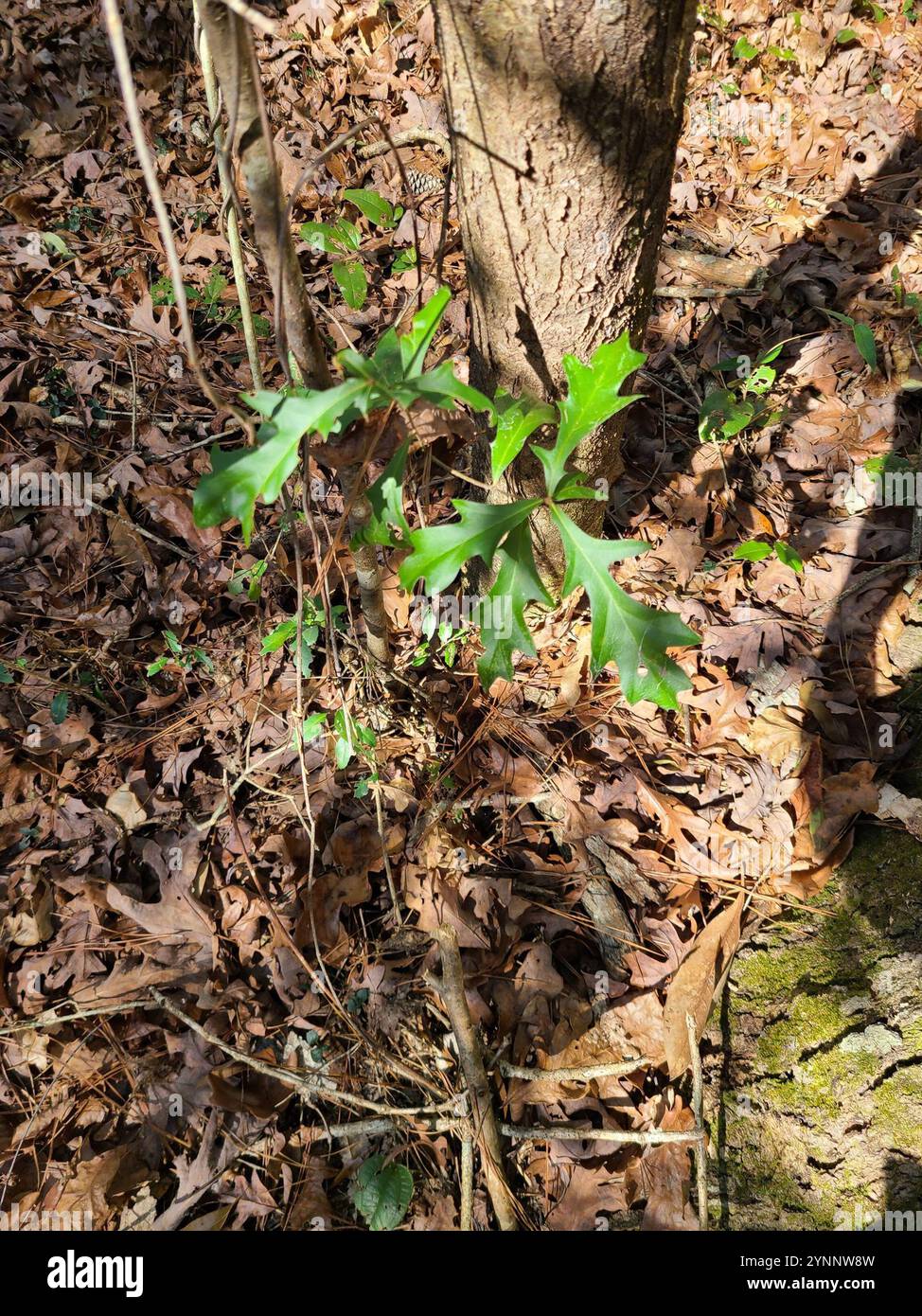 southern red oak (Quercus falcata Stock Photo - Alamy