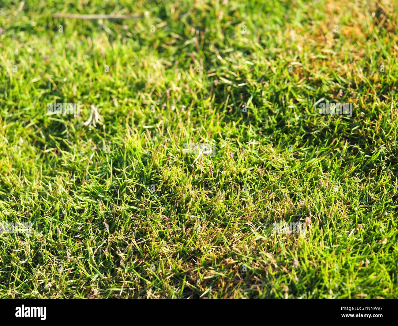 Manila Templegrass (Zoysia pacifica Stock Photo - Alamy