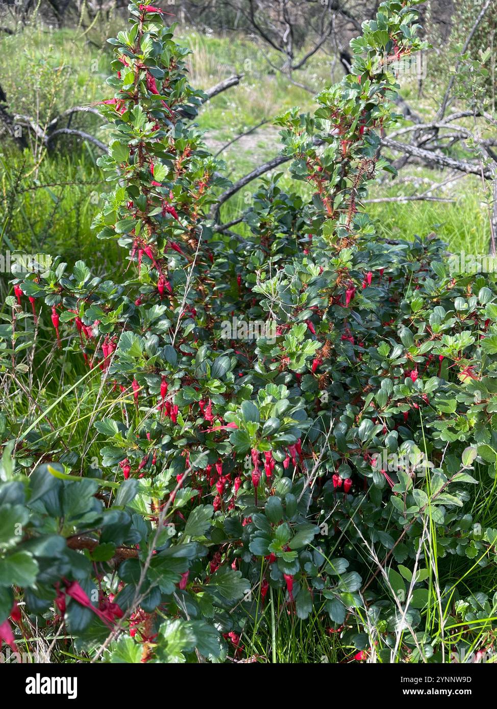 Fuchsiaflower gooseberry hi-res stock photography and images - Alamy