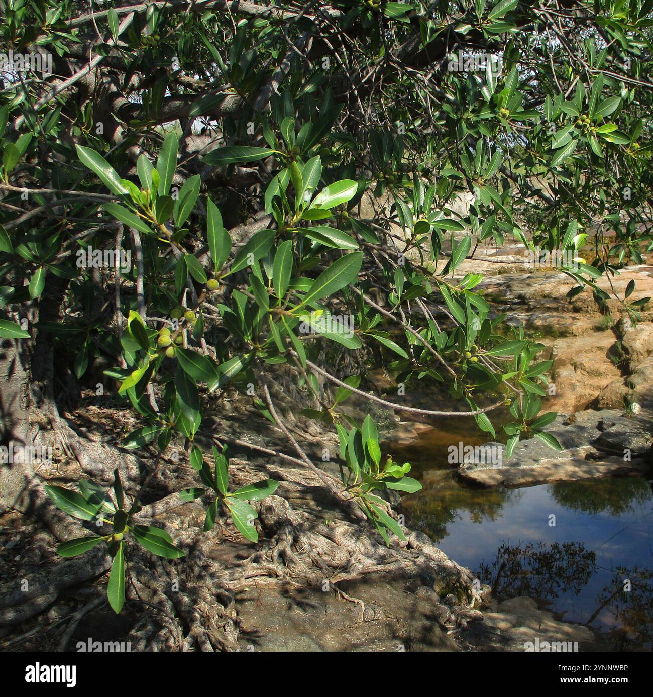 Common Wild Fig (Ficus burkei Stock Photo - Alamy
