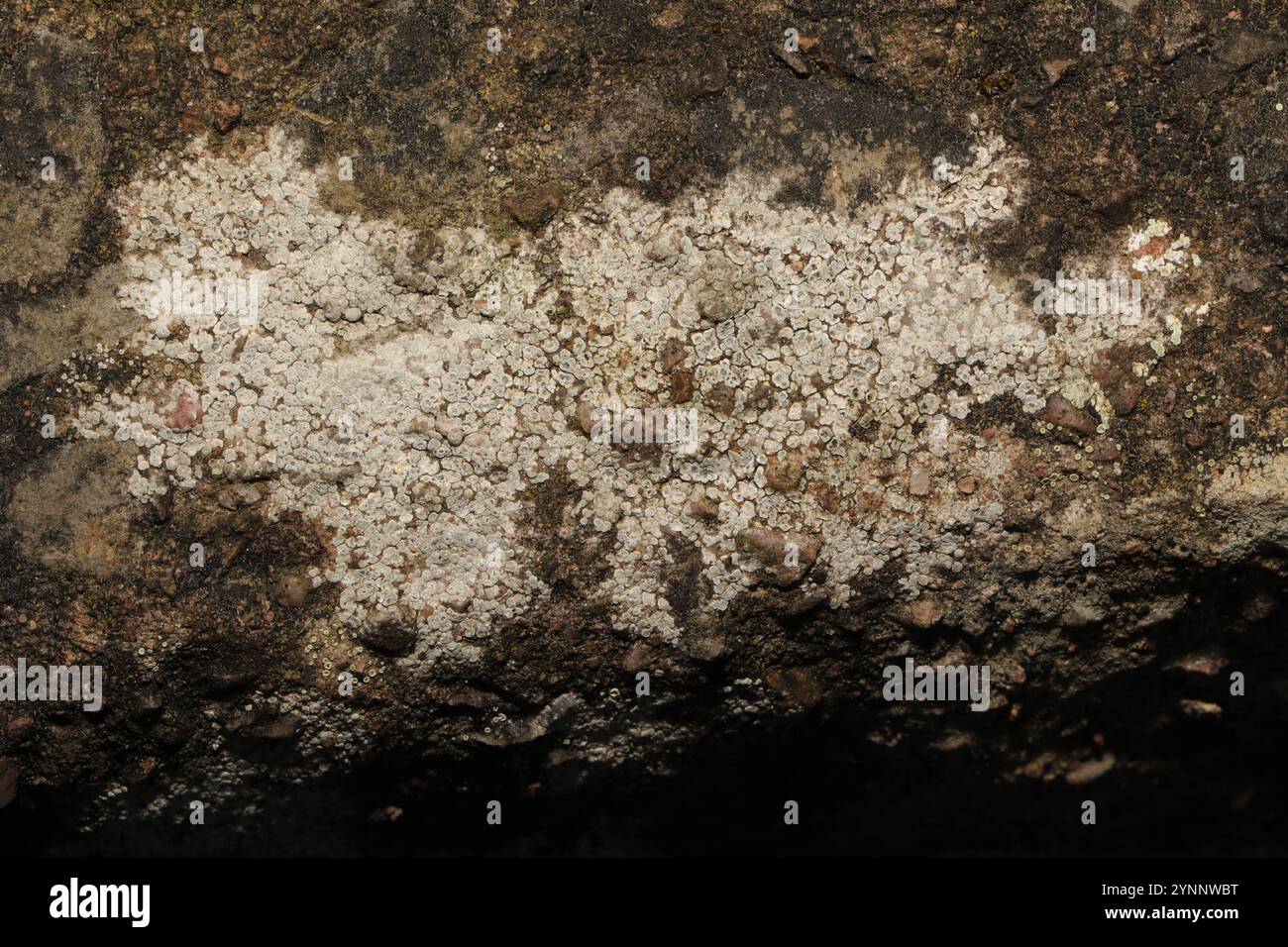 Sunken disk lichen hi-res stock photography and images - Alamy