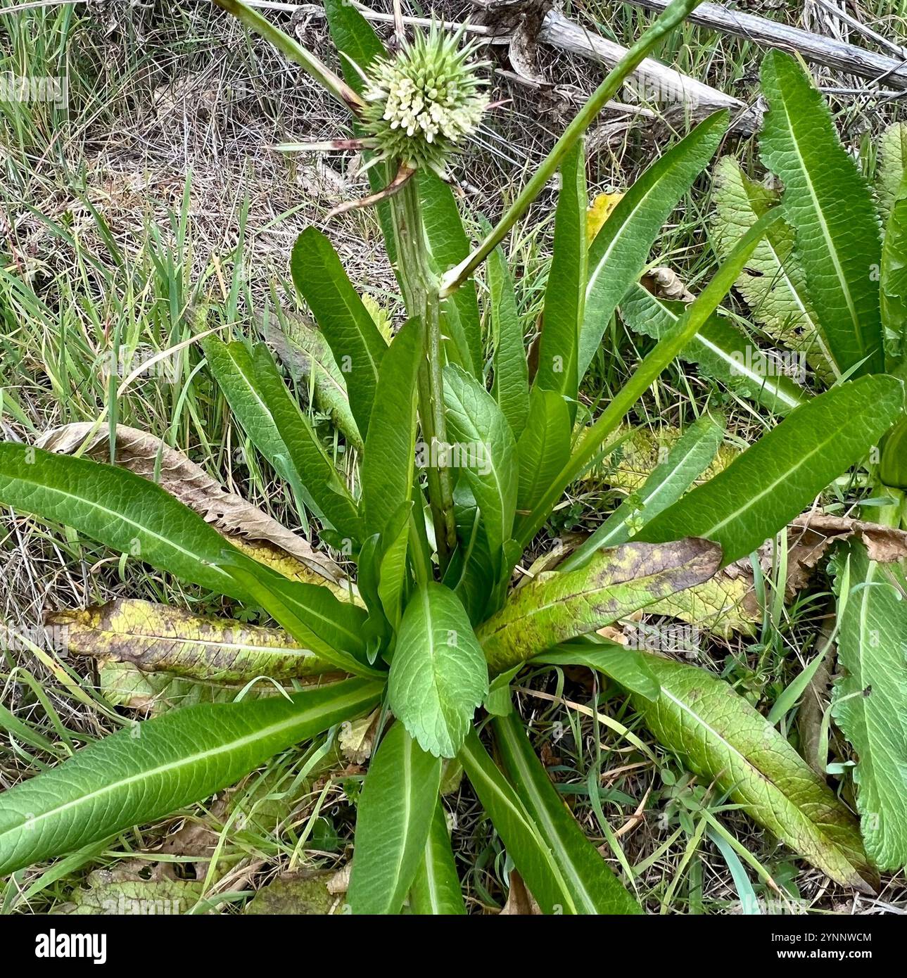 fuller's teasel (Dipsacus sativus Stock Photo - Alamy