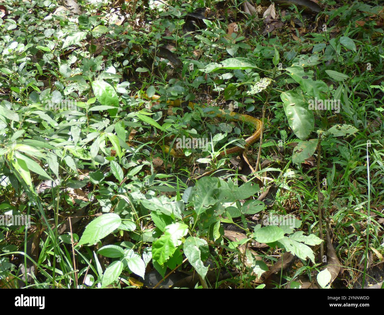 Spix's Sipo (Chironius spixii Stock Photo - Alamy