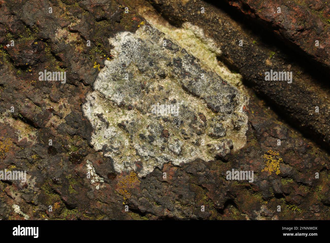 Tile Lichens (Lecidea Stock Photo - Alamy