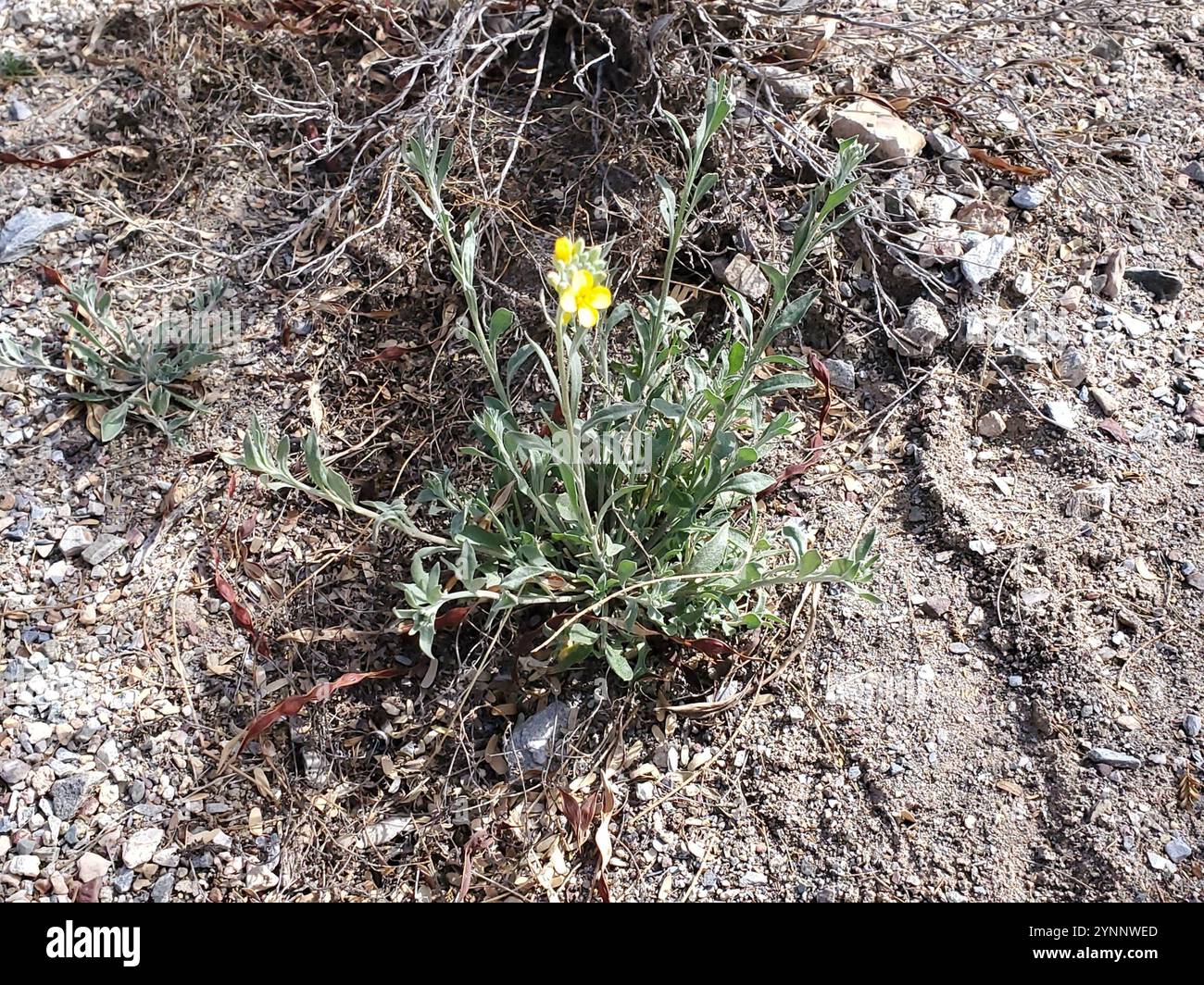 Bladderpods hi-res stock photography and images - Alamy