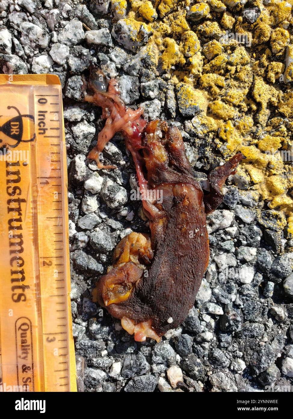 Pacific Newts (Taricha Stock Photo - Alamy