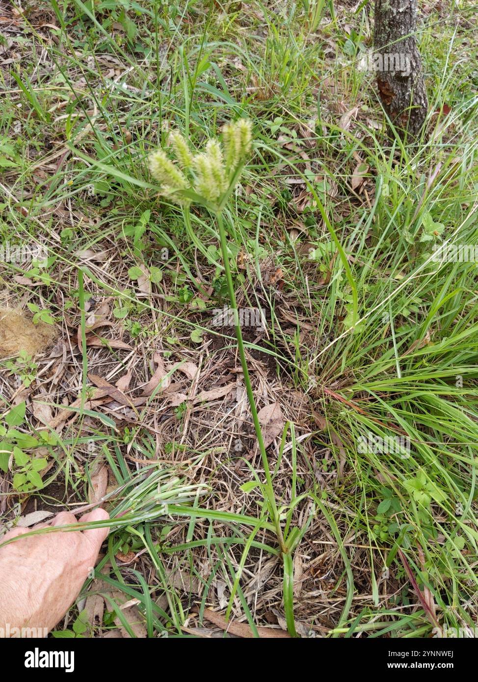 Cyperoides hi-res stock photography and images - Alamy