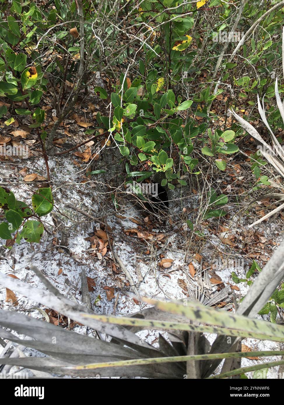 Gopher Tortoise (Gopherus polyphemus Stock Photo - Alamy