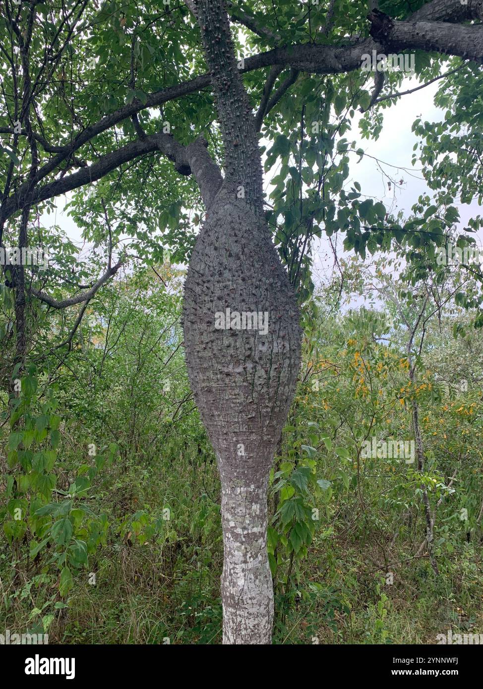 white silk floss tree (Ceiba insignis Stock Photo - Alamy
